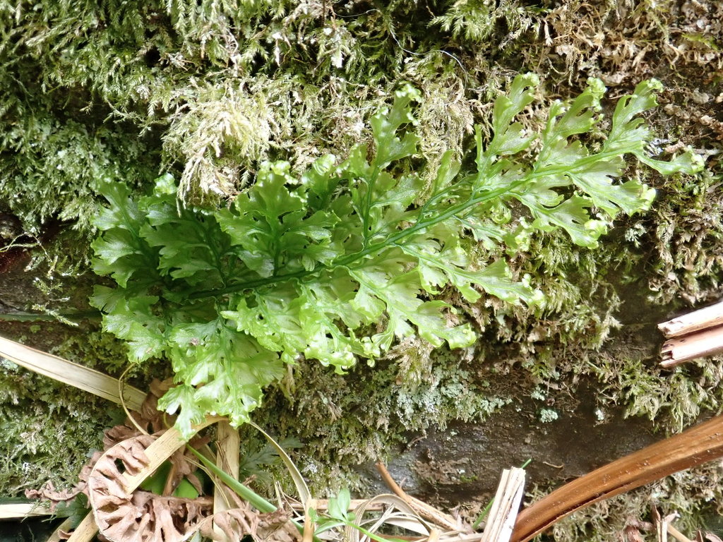 Killarney fern in July 2019 by Paul Bowyer · iNaturalist