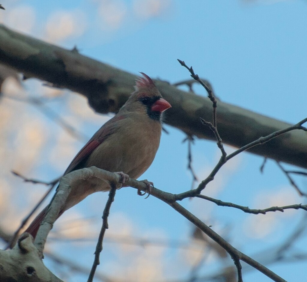 Northern Cardinal from Polk County, TN, USA on November 27, 2024 at 04: ...