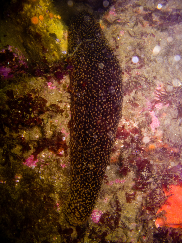 Warty sea cucumber (Rocky Intertidal Species Southern California ...
