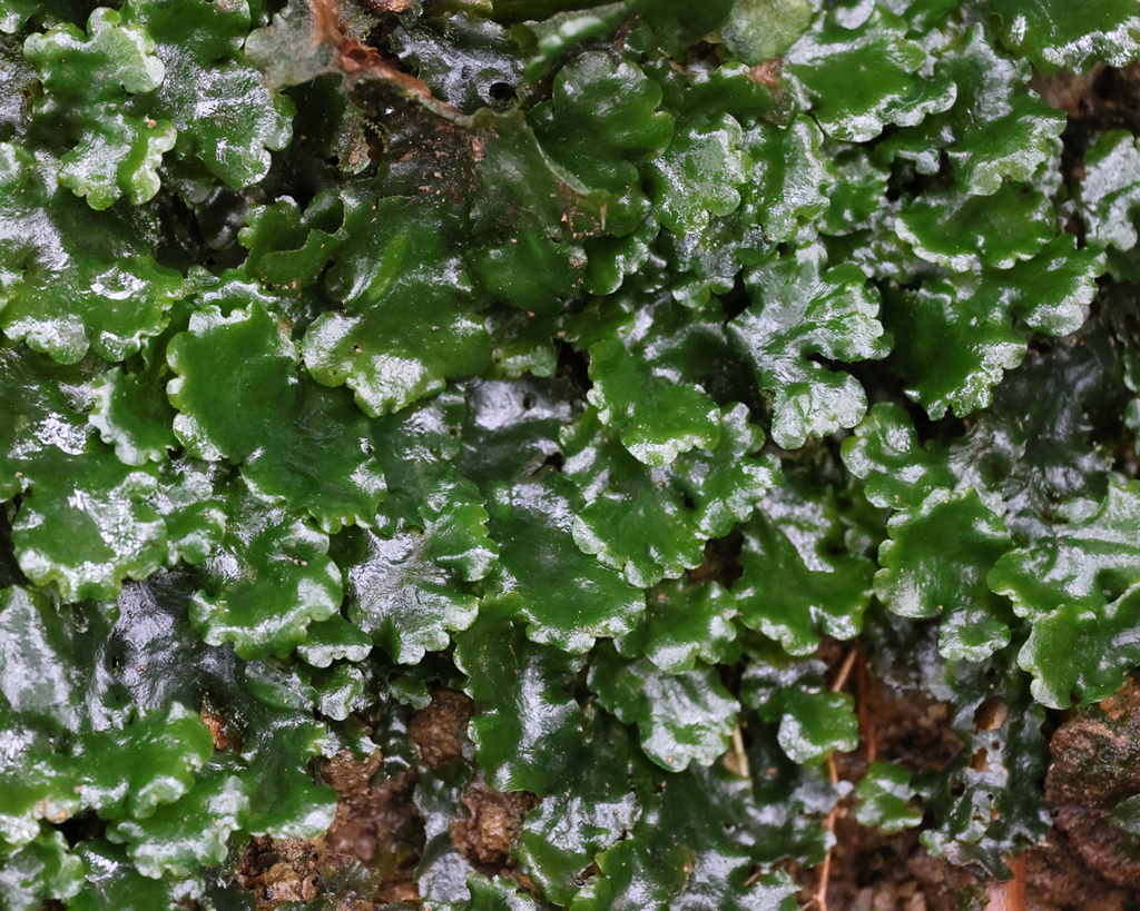 Monoclea gottschei from Rancho Naturalista, Cartago Province, Tayutic ...