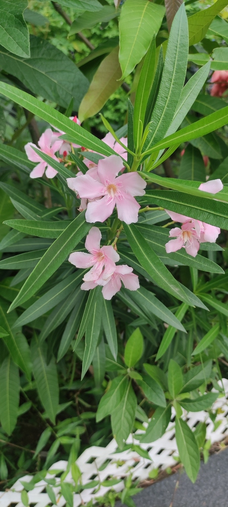 oleander from 3 King Ling Road, Tiu Keng Leng, 3 King Ling Rd, Tseung ...
