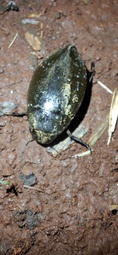 Hydrophilus ensifer from Vila Esperanca, Maringá - PR, Brasil on ...