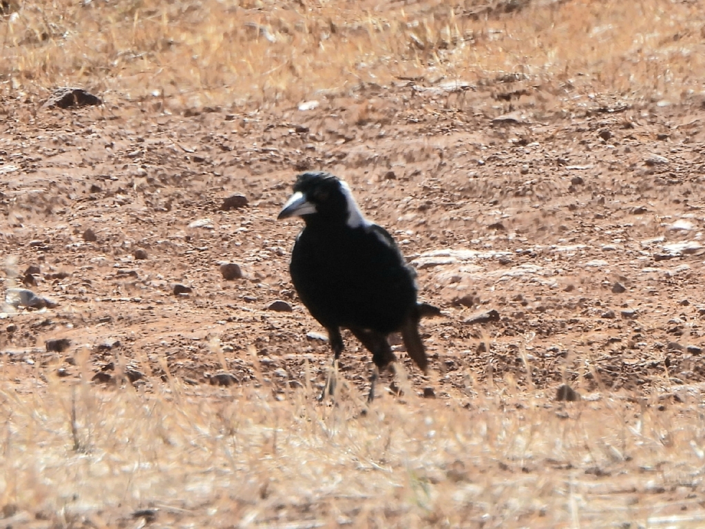 Australian Magpie from Salisbury East SA 5109, Australia on December 4 ...