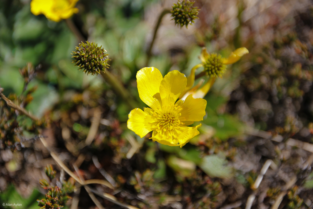 felted buttercup from Falls Creek VIC 3699, Australia on November 16 ...