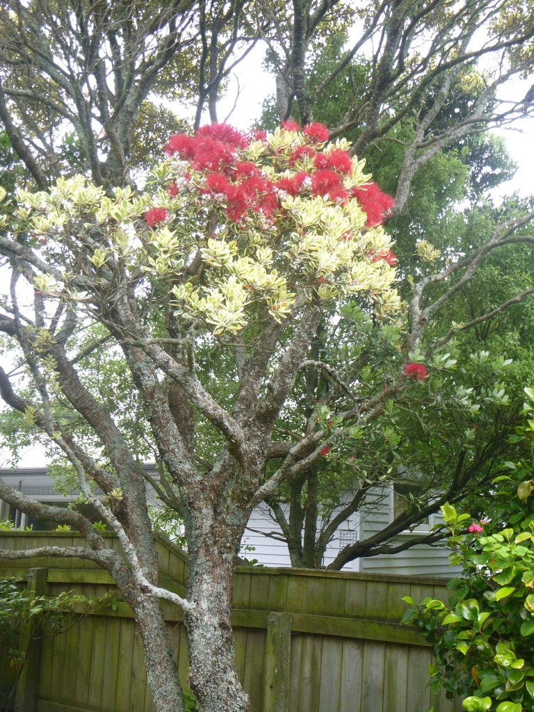 Pōhutukawa from Maungaraki, Lower Hutt 5010, New Zealand on December 4, 2024 at 01:41 PM by ...