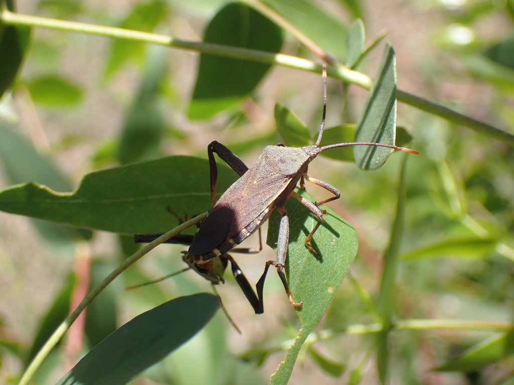 Amorbus from Beek Beek Reserve on December 04, 2024 at 12:09 PM by ...