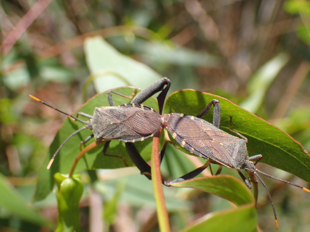 Amorbus from Beek Beek Reserve on December 4, 2024 at 12:09 PM by ...