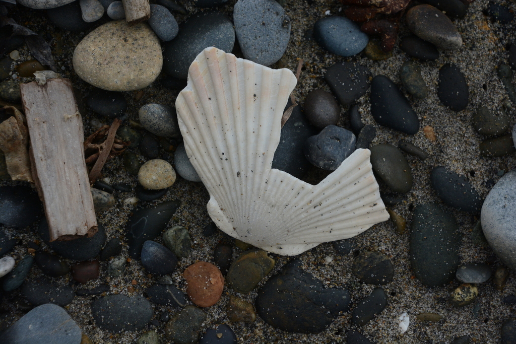 weathervane scallop from North Coast, BC, Canada on August 22, 2024 at ...