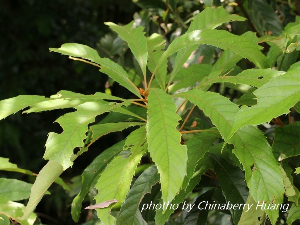 (Meliosma simplicifolia) - Botanical Realm