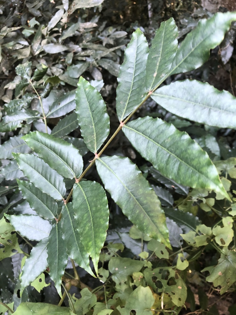 African plum from L1261, , KZN, ZA on July 14, 2019 at 04:10 PM by ...