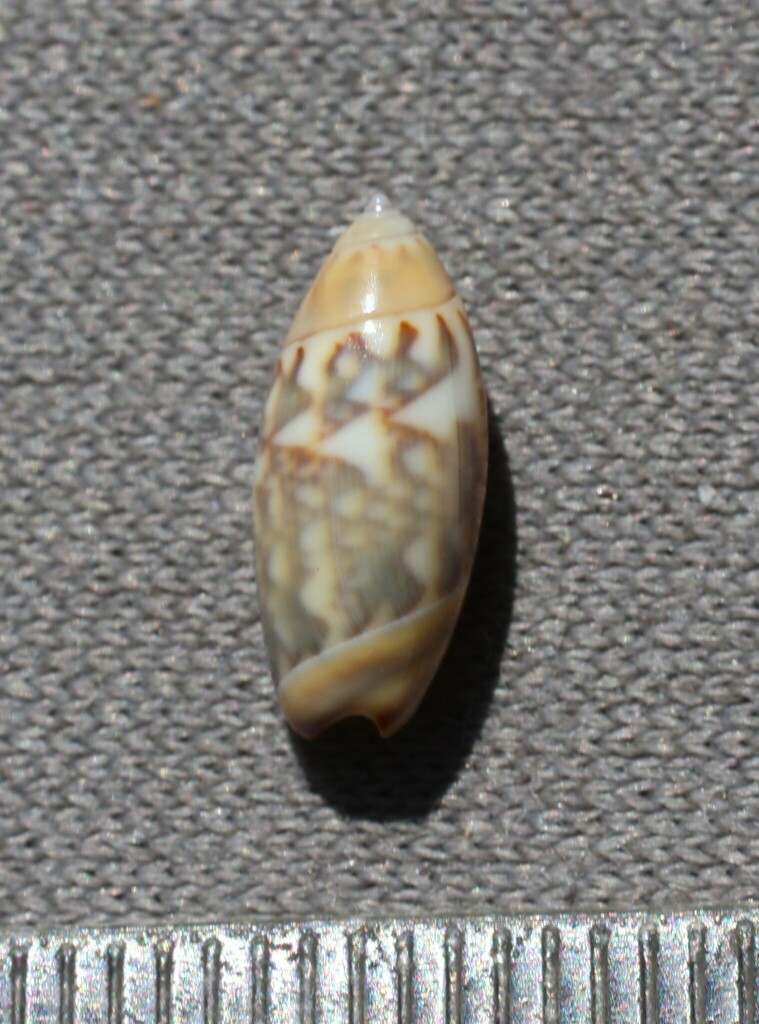 Olivella tergina from Playa Dorada, Río Chico, Manabí, Ecuador on July ...