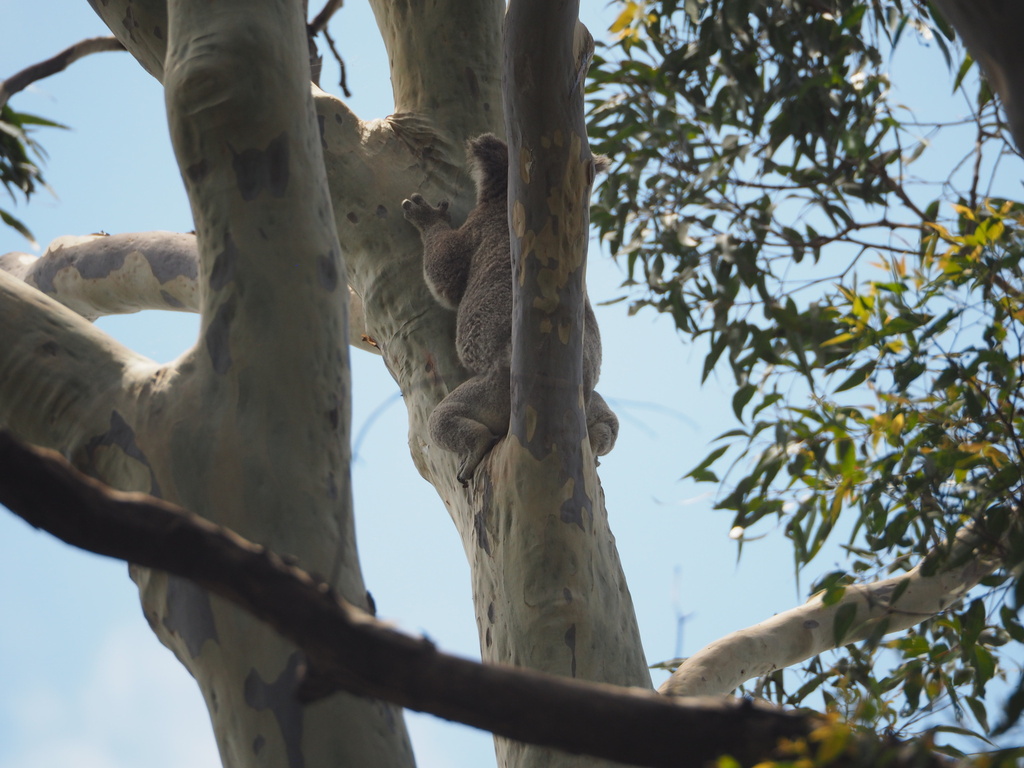Koala from Ring Rd, Nathan, QLD, AU on November 26, 2024 at 11:19 AM by ...