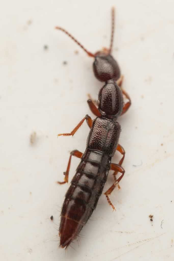 Lobrathium from Siskiyou County, CA, USA on November 30, 2024 at 08:36 ...