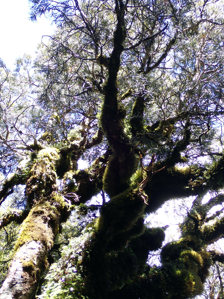 pink pine from Tongariro National Park, Mt Ruapehu, Waitonga Falls ...