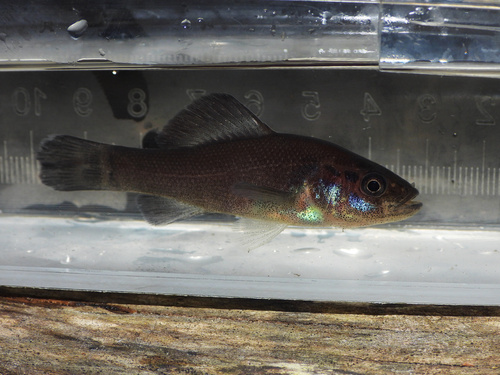 Western Pirate Perch (Aphredoderus gibbosus) · iNaturalist United Kingdom