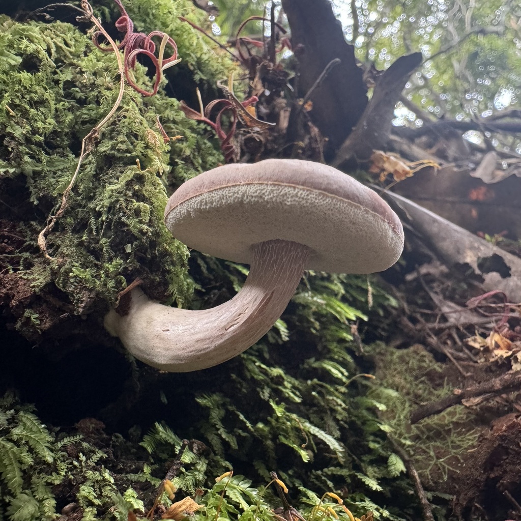 Snowy Bolete from Masterton, NZ-WG, NZ on December 4, 2024 at 02:47 PM ...