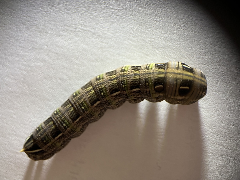 Coprosma Hawk Moth from Cudmore Ave, Toorak Gardens, SA, AU on December ...