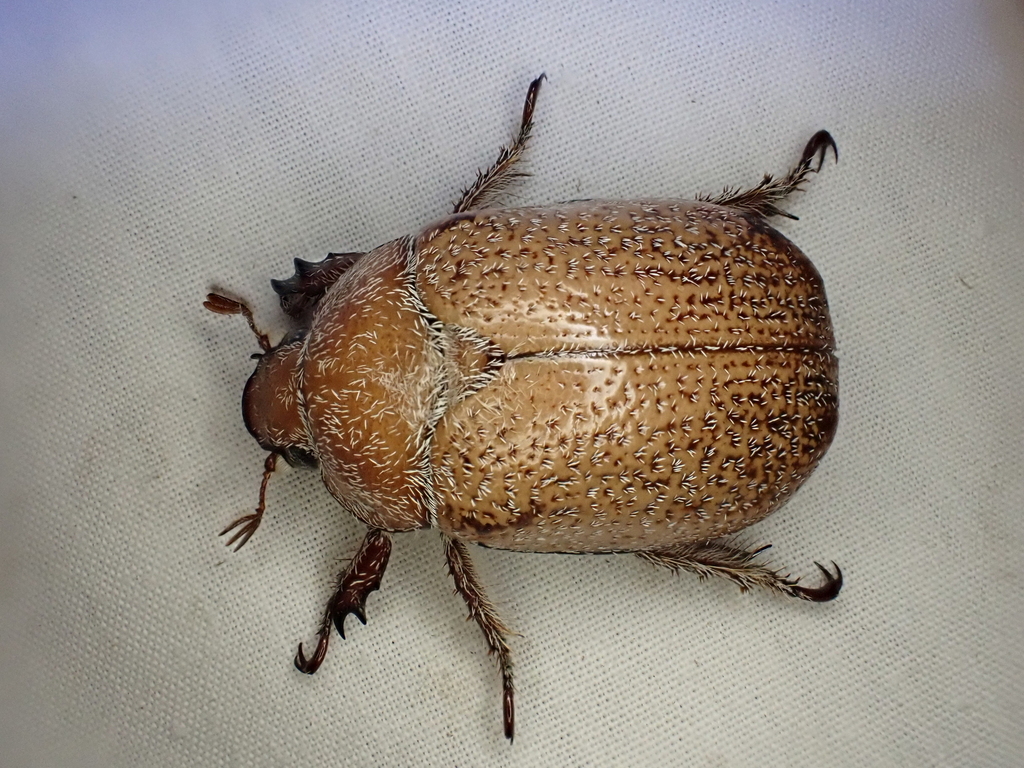 Anoplognathus velutinus in November 2024 by Mark Hura · iNaturalist