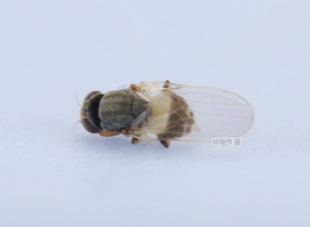 Meijerella inaequalis from Changsha, CN-HN, CN on November 29, 2024 by ...