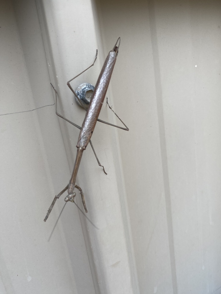 Australian Grass Mantises from Auckland St, Bega, NSW, AU on December 3 ...