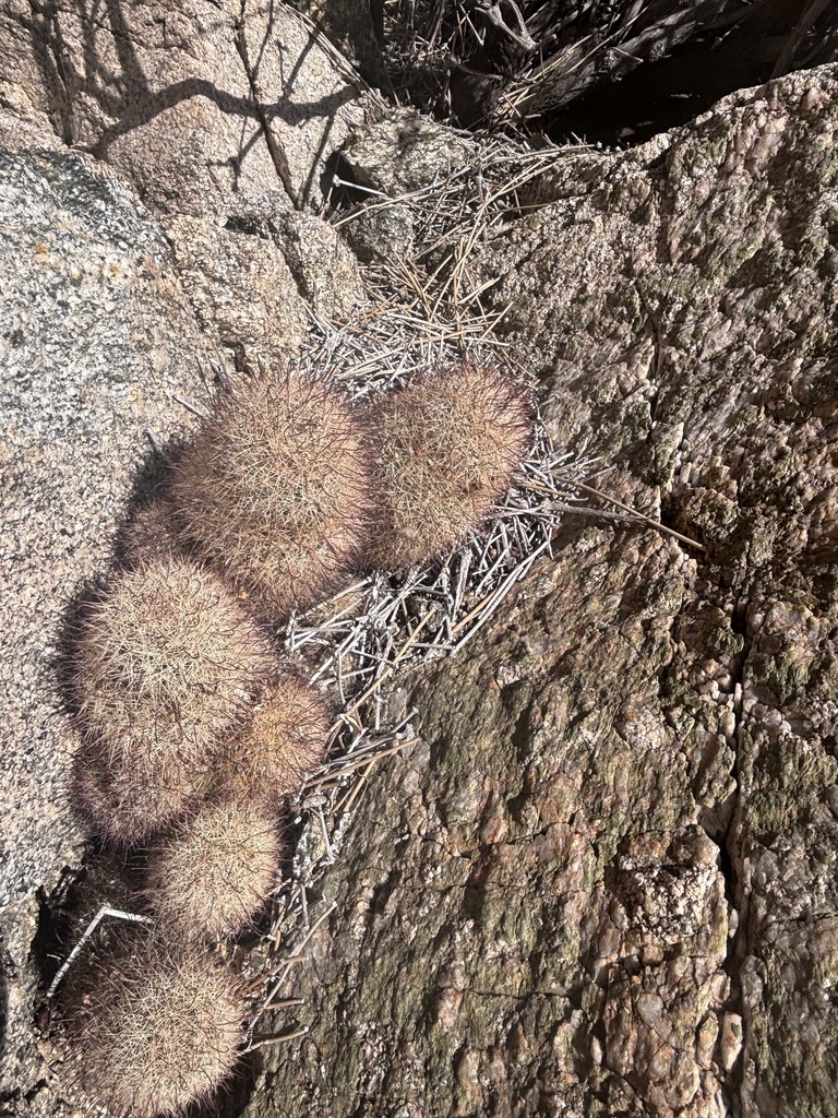 Peninsular fishhook cactus from Santa Rosa Wildlife Area, Riverside ...