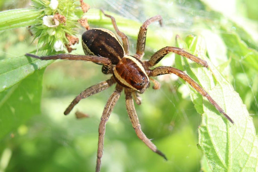 Raft Spider from Dzyarzhynsk District, Belarus on July 20, 2019 at 09: ...