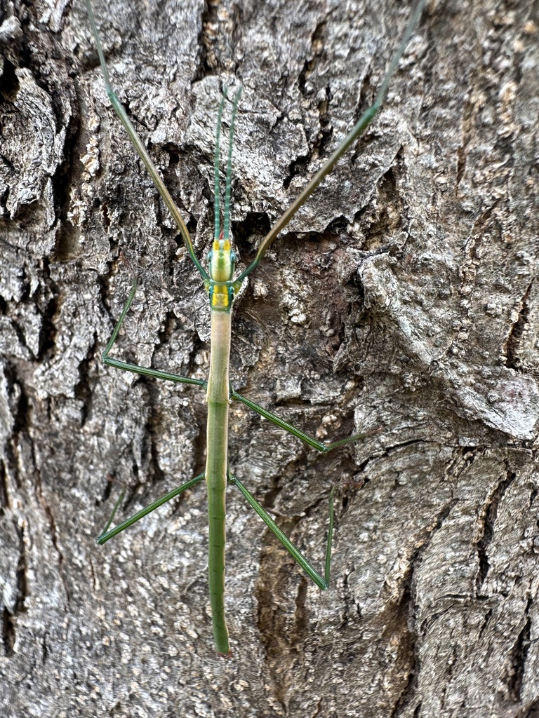 Cape Stick Insect from Kirstenbosch National Botanical Garden, Cape ...