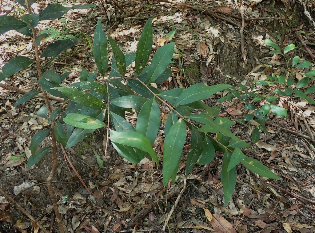 Notelaea longifolia from Repton NSW 2454, Australia on December 04 ...