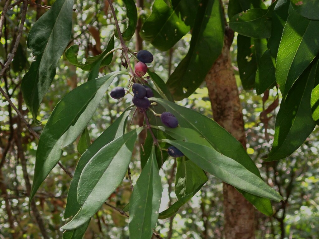 Notelaea longifolia from Repton NSW 2454, Australia on December 4, 2024 ...
