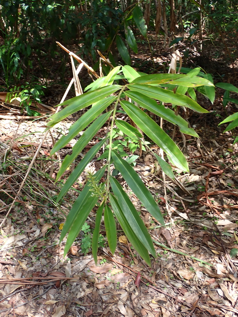 Native Ginger from Repton NSW 2454, Australia on December 4, 2024 at 02 ...