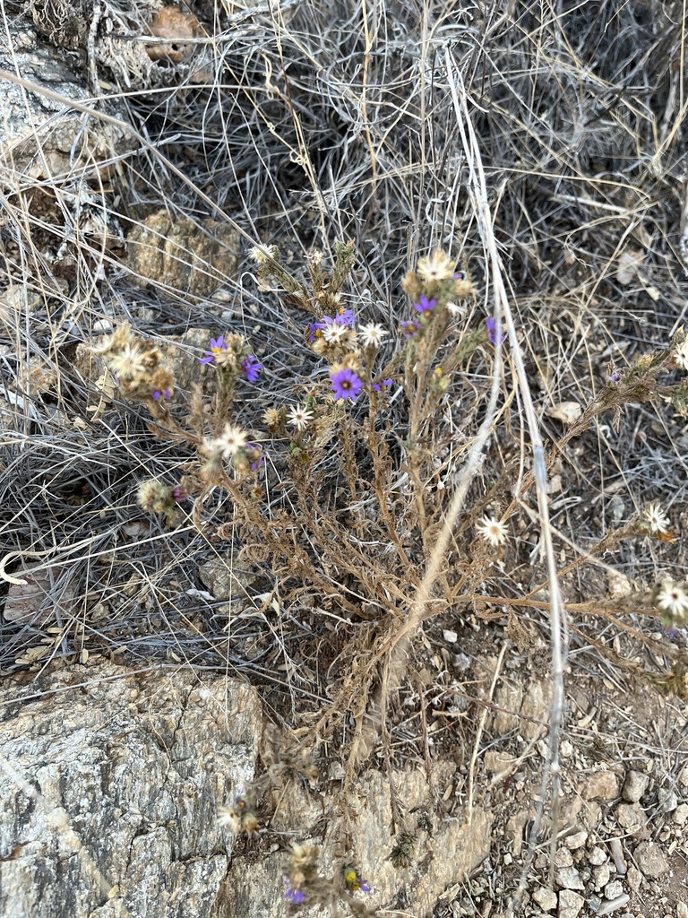 mesa tansyaster from Saguaro National Park - Rincon Mountain District ...