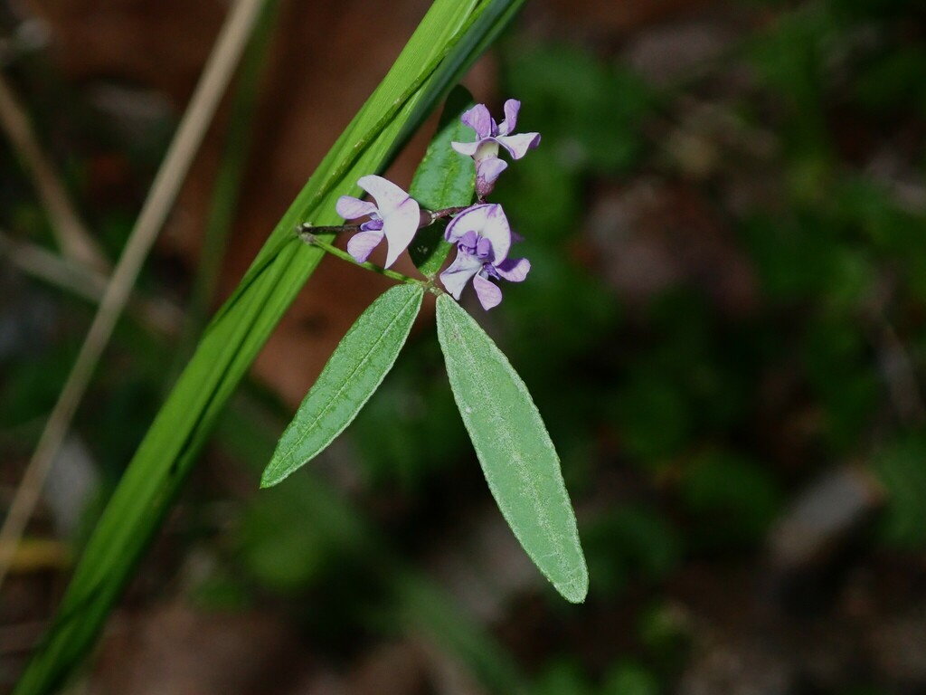 Twining Glycine from Repton NSW 2454, Australia on December 04, 2024 at ...