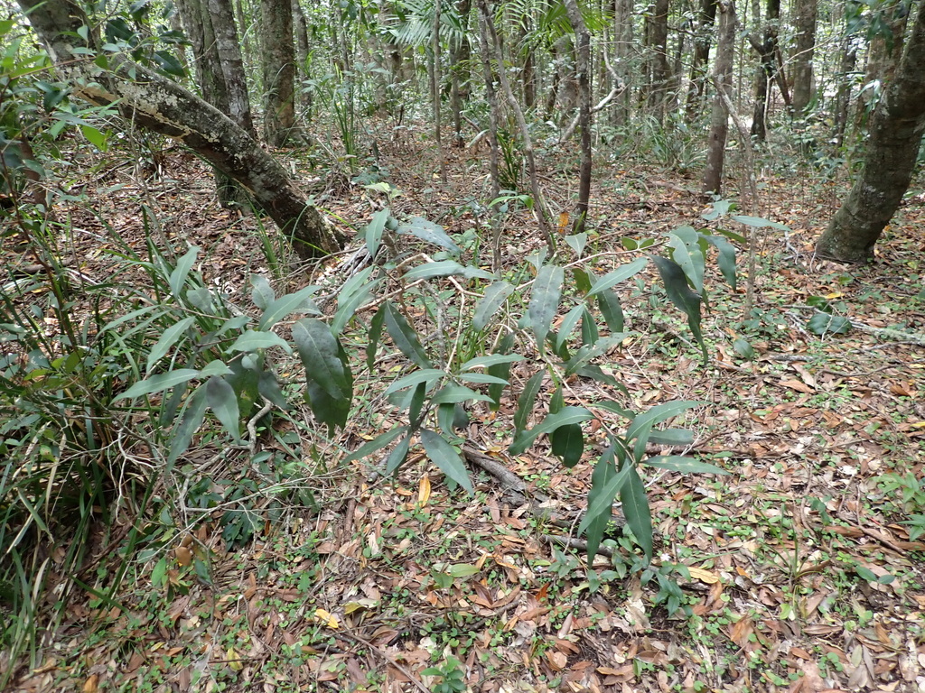 Notelaea from Bundagen NSW 2454, Australia on December 04, 2024 at 03: ...