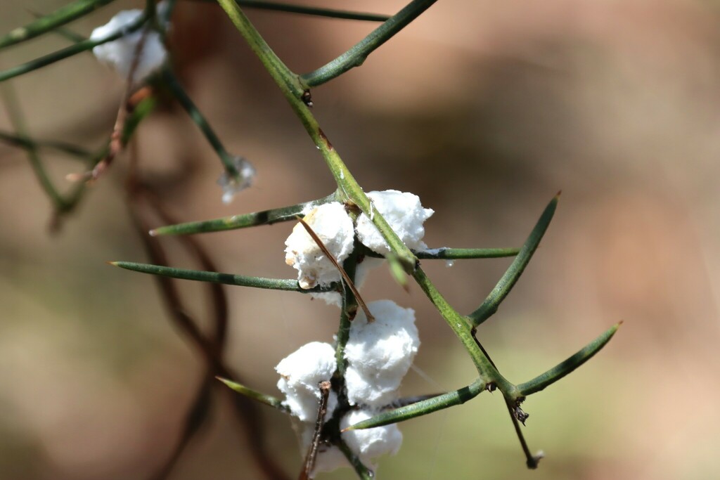 Scale Insects from Melbourne VIC, Australia on December 3, 2024 at 02: ...
