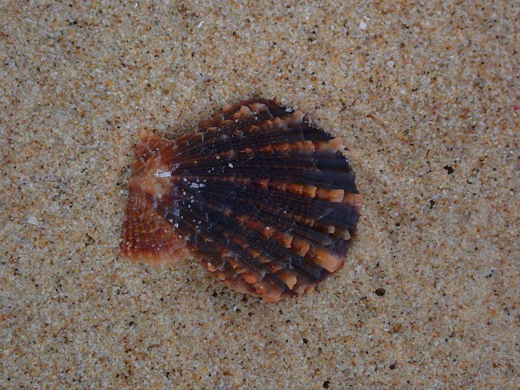 Livid Fan Scallop from Bundagen NSW 2454, Australia on December 4, 2024 ...