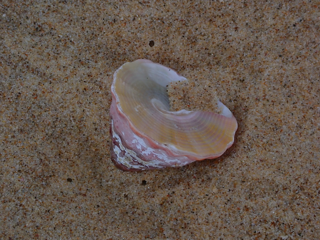 Common Tent Shell from Bundagen NSW 2454, Australia on December 4, 2024 ...