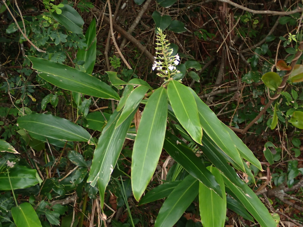 Native Ginger from Repton NSW 2454, Australia on December 4, 2024 at 04 ...
