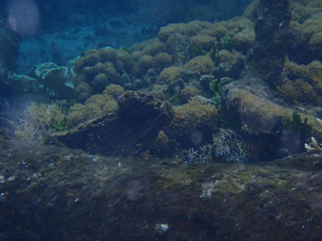 Seram blenny from Pulau Yeben, Arborek, Meos Mansar, Raja Ampat Regency ...