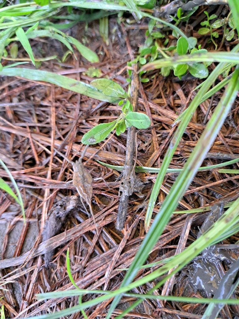 Laccotrephes from 977台灣花蓮縣豐濱鄉 on September 30, 2024 at 04:28 PM by ...