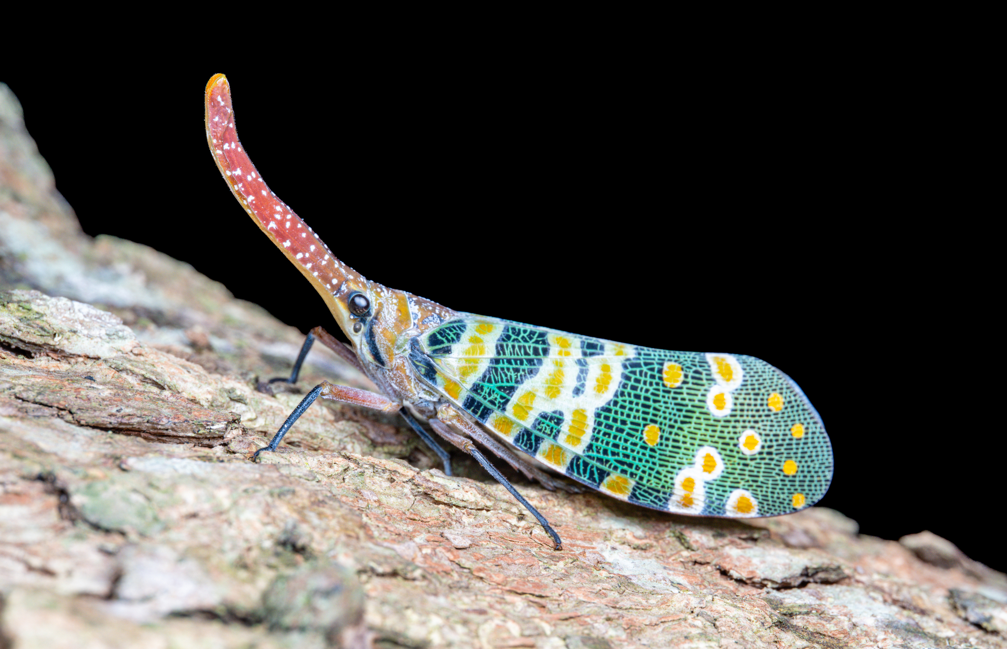 Pyrops Candelaria Life Cycle