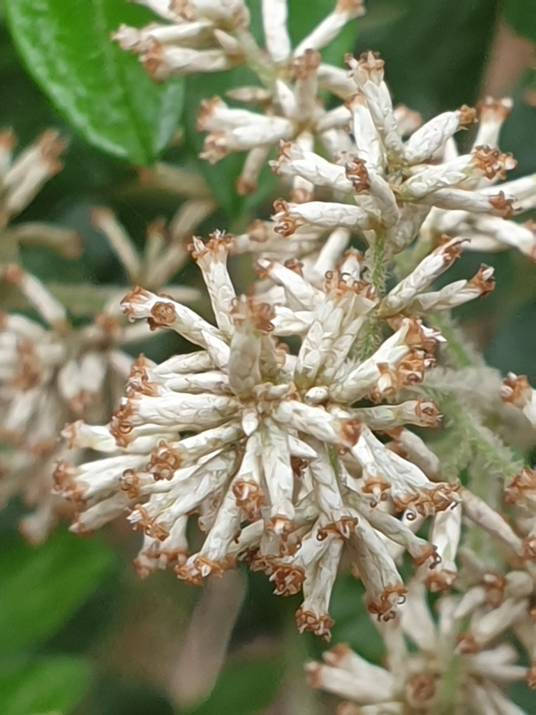 Cassinia subtropica from Ninderry QLD 4561, Australia on May 12, 2024 ...