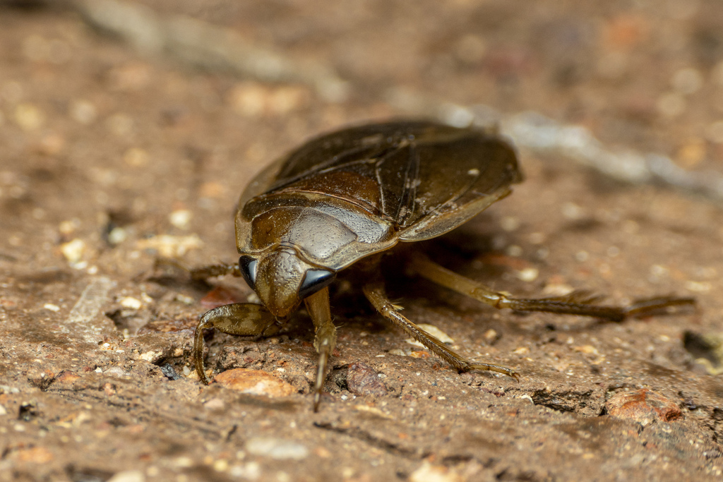 Diplonychus eques from Marrakai NT 0822, Australie on November 30, 2024 ...