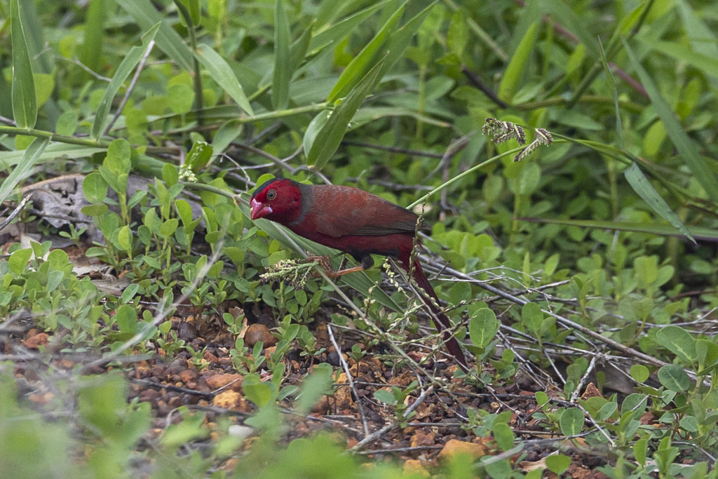 Crimson Finch from Middle Point NT 0822, Australie on November 30, 2024 ...
