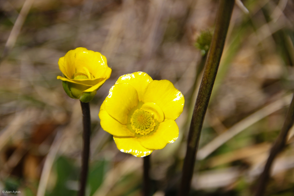 felted buttercup from Falls Creek VIC 3699, Australia on November 16 ...