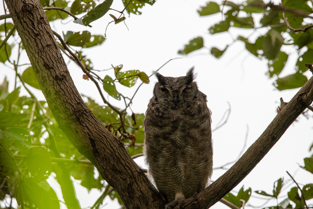 Grayish Eagle-Owl from Nwoya, Uganda on November 28, 2024 at 10:05 AM ...