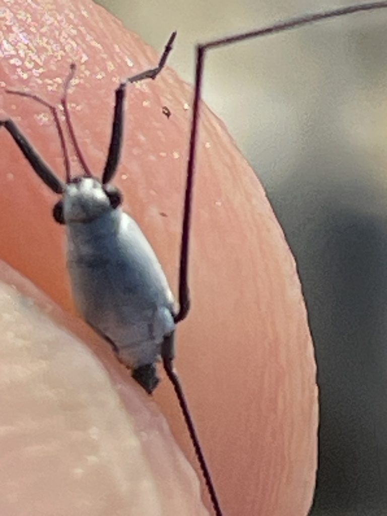 Sea Skaters from Soi Chaloem Burapha Chonlathit 161/1, Tha Mai ...