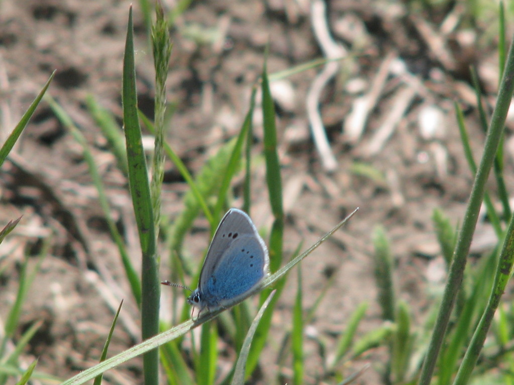Green-underside Blue from Решетиловский район, Полтавская область ...