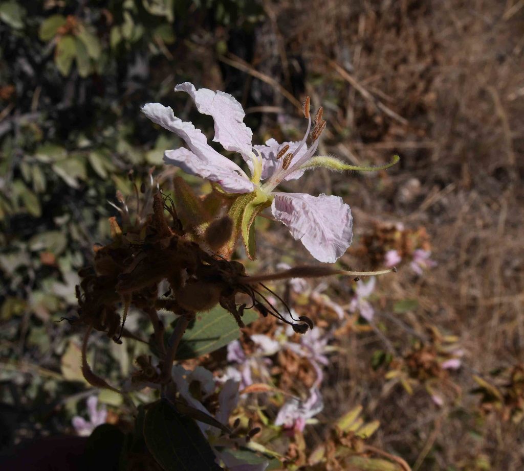 Pink Bauhinia from Cuangar, Angola on June 28, 2018 at 11:57 AM by ...