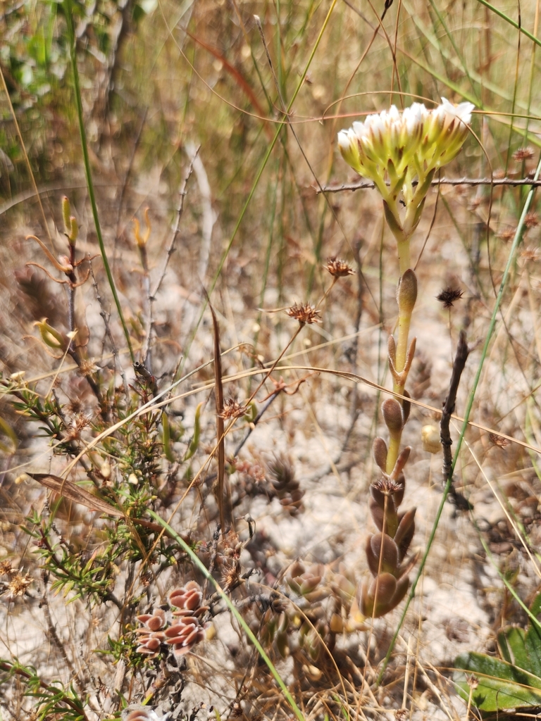 Crassula fallax from Cape Farms, Cape Town, South Africa on December 4 ...