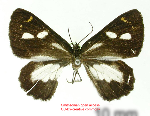 Erateina dilectaria · iNaturalist Mexico